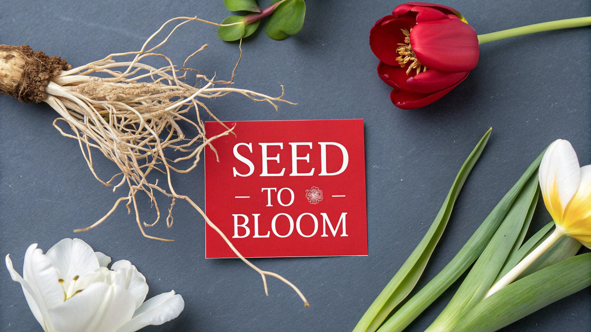 How Do Flowers Grow From Seed to Bloom: A Step-by-Step Guide – Playz ...