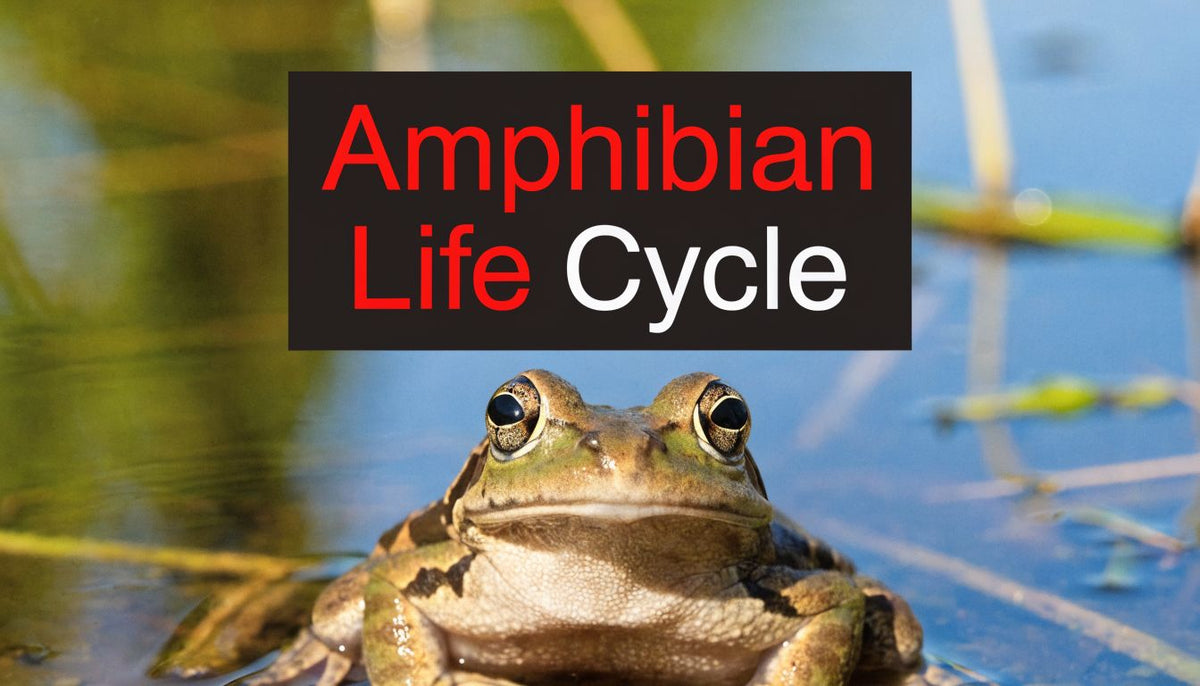 Explore the Amazing Amphibian Life Cycle – Playz - Fun for all ages!